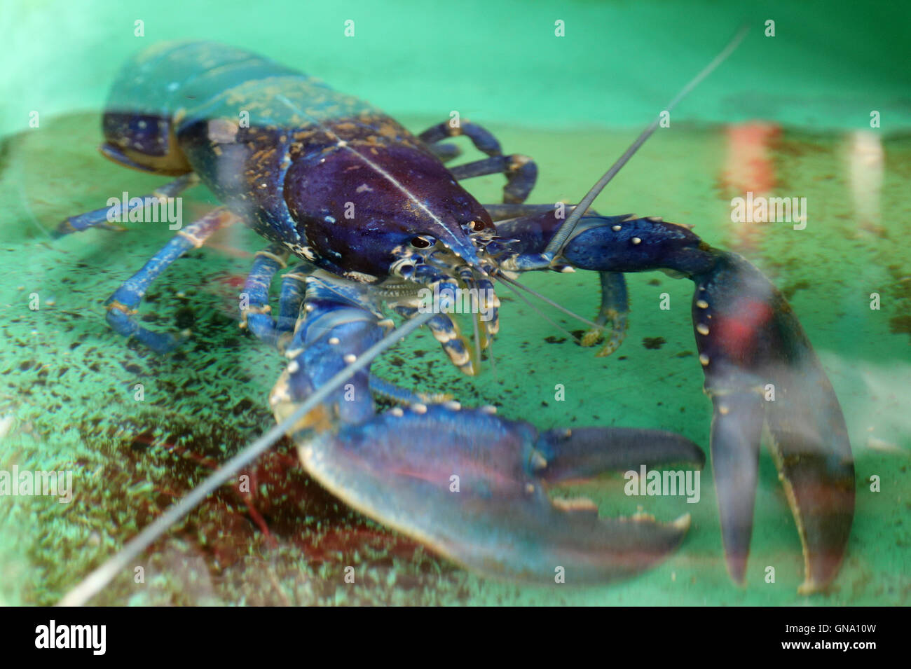 A lobster is seen at the breeding station at the Biological Institute ...
