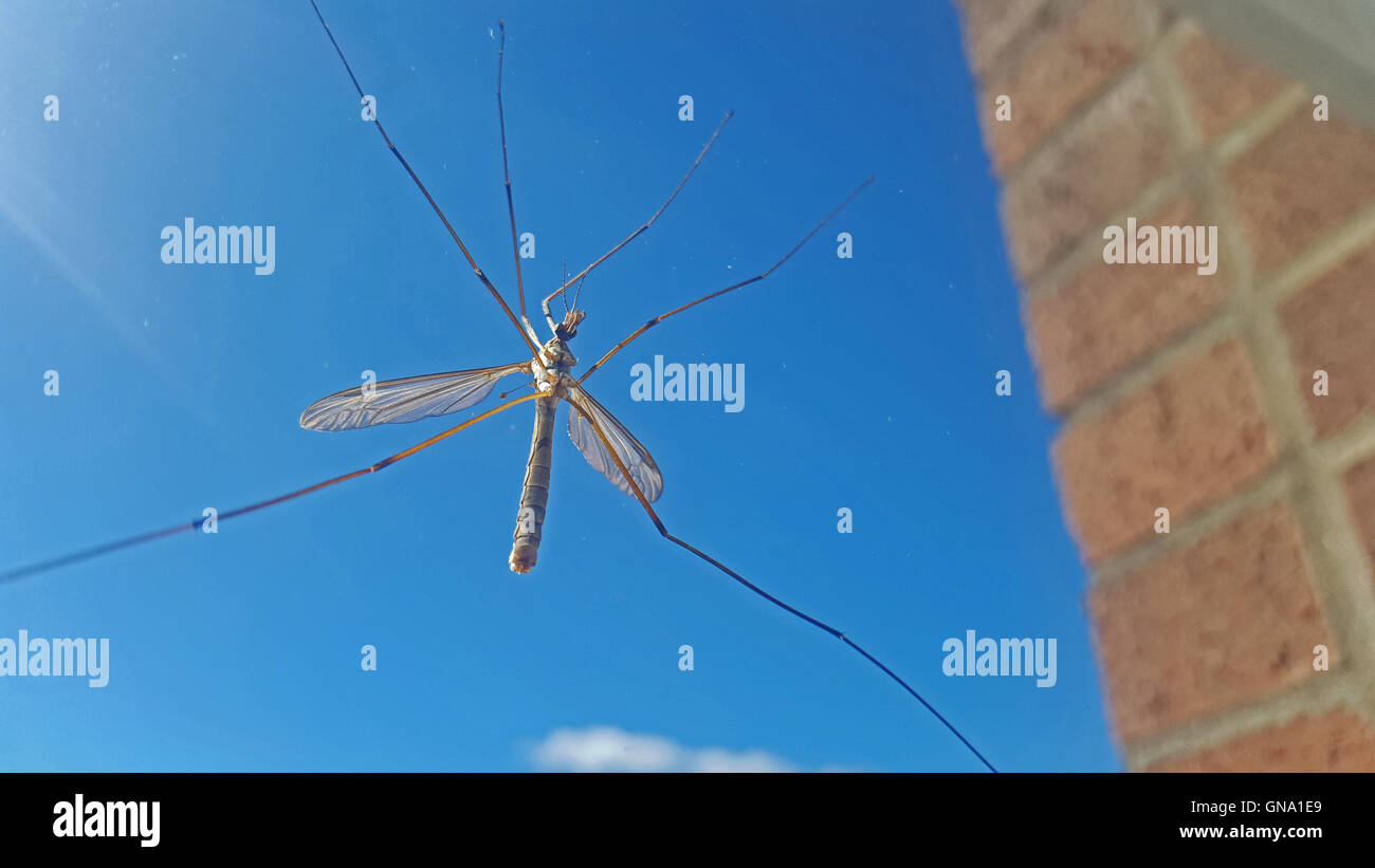 UK. 29th August, 2016. UK Weather. a daddy long legs also known as a ...