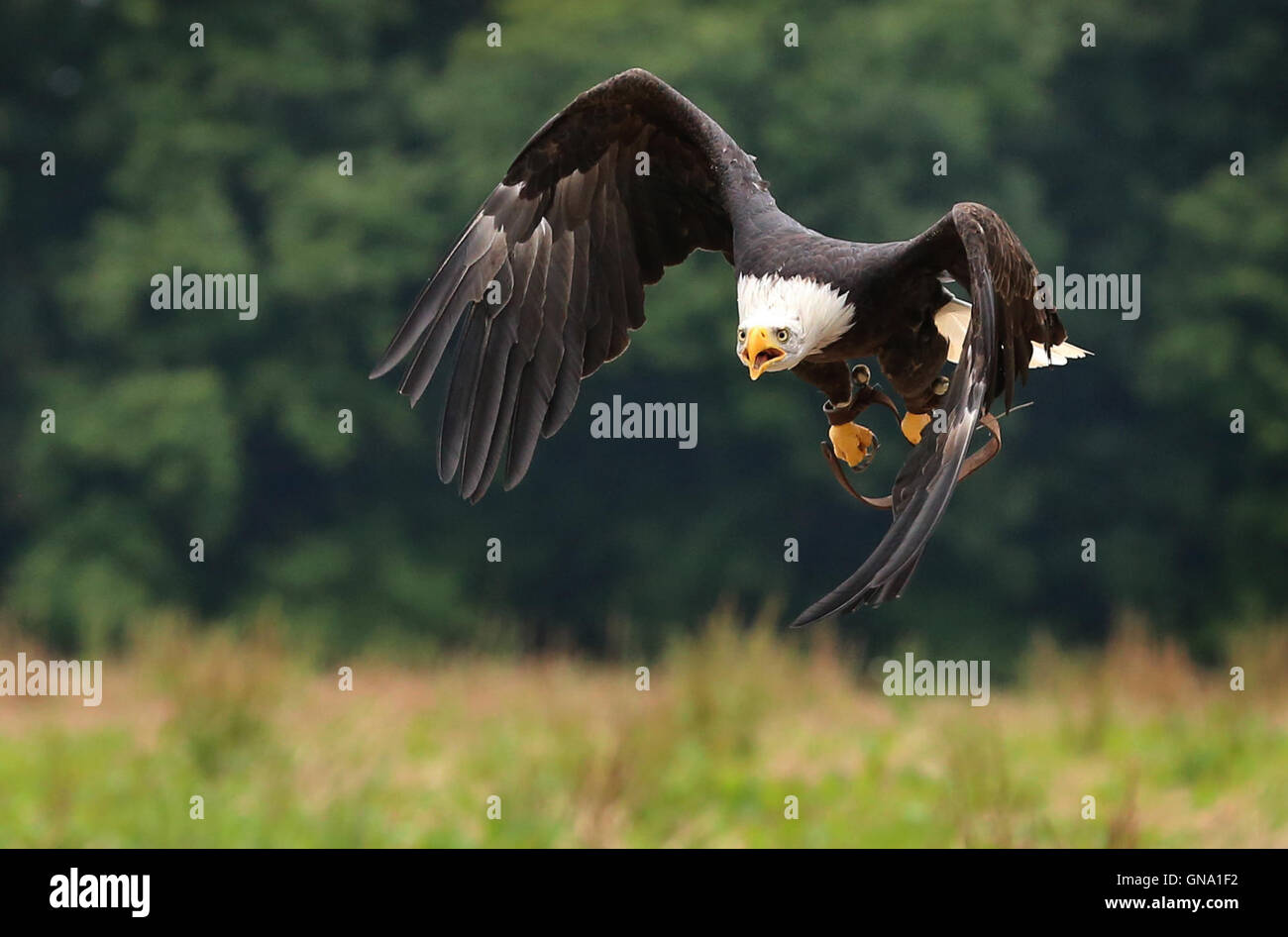 Wilhelmskirch, Germany. 20th Aug, 2016. A bald eagle prepares to land ...