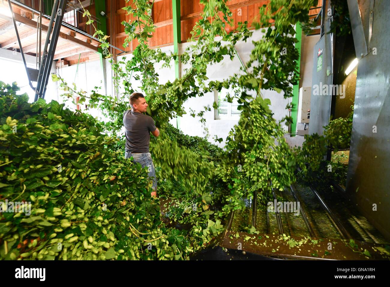 Tettnang, Germany. 29th Aug, 2016. A harvester uses a vertical plucking ...
