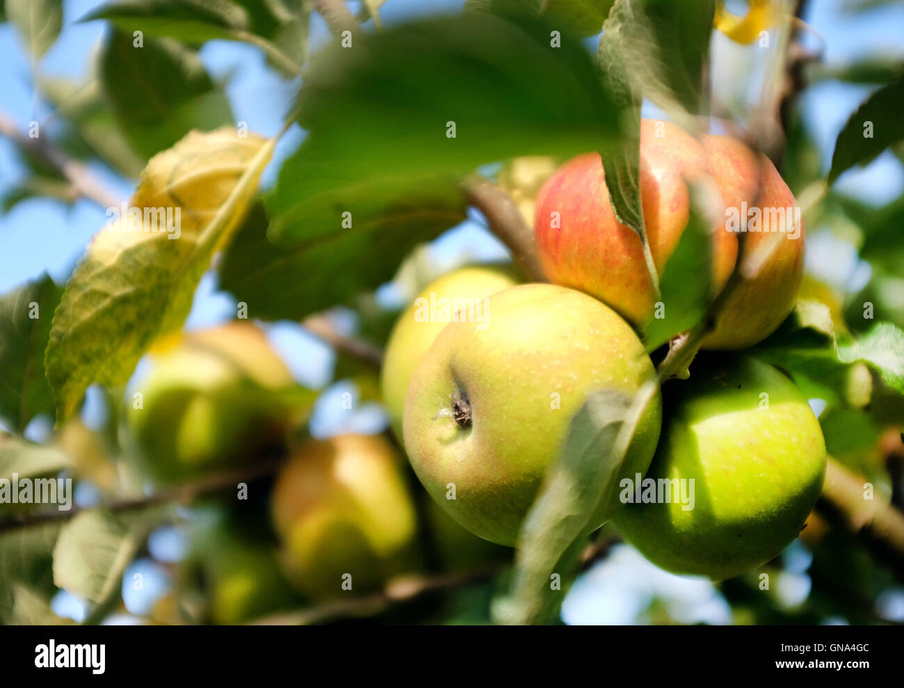 Duseseldorf, Germany. 28th Aug, 2016. Apples ripen on a tree in ...