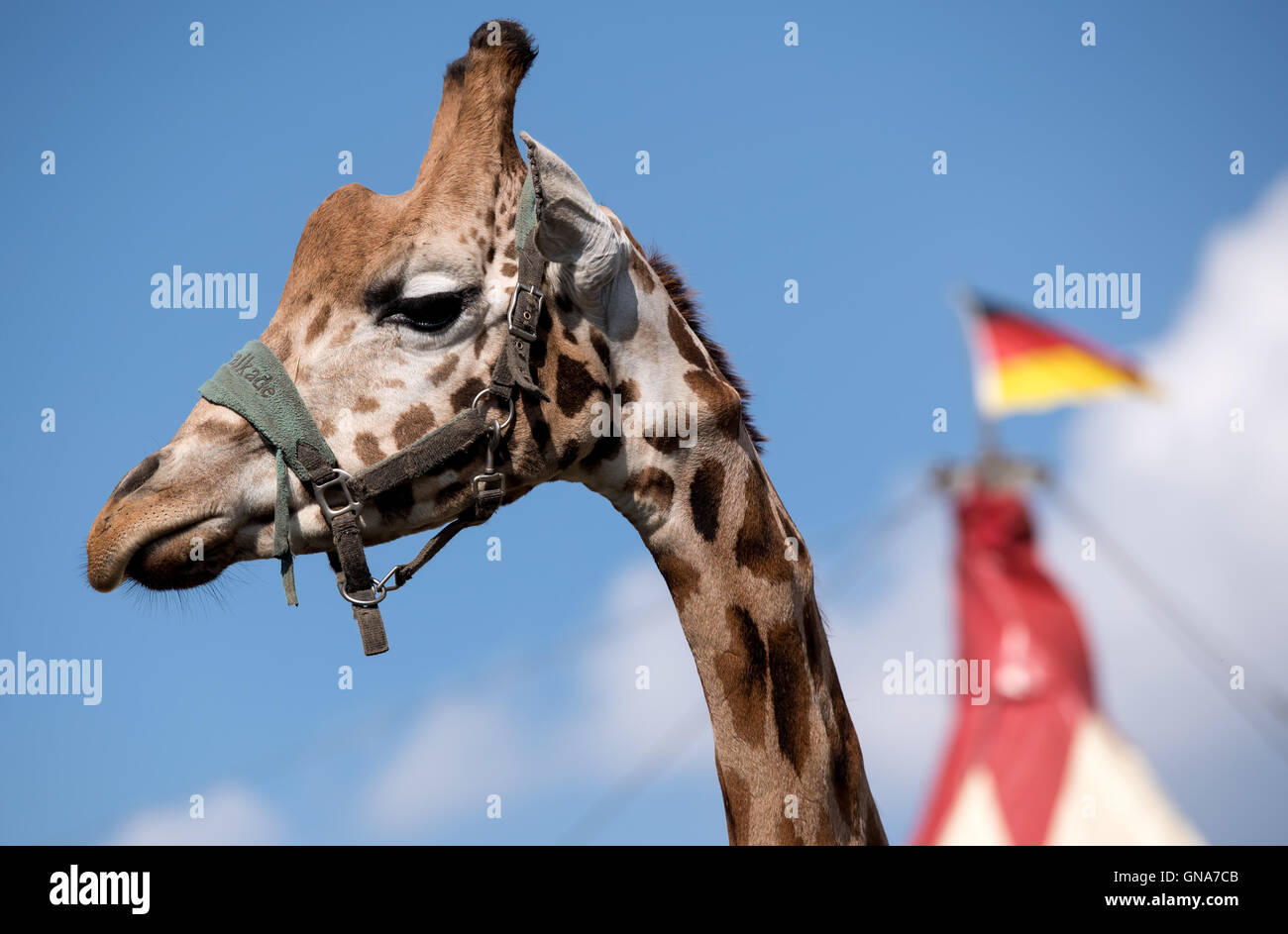 Munich, Germany. 16th Aug, 2016. A Girafe stands in its enclosure at ...