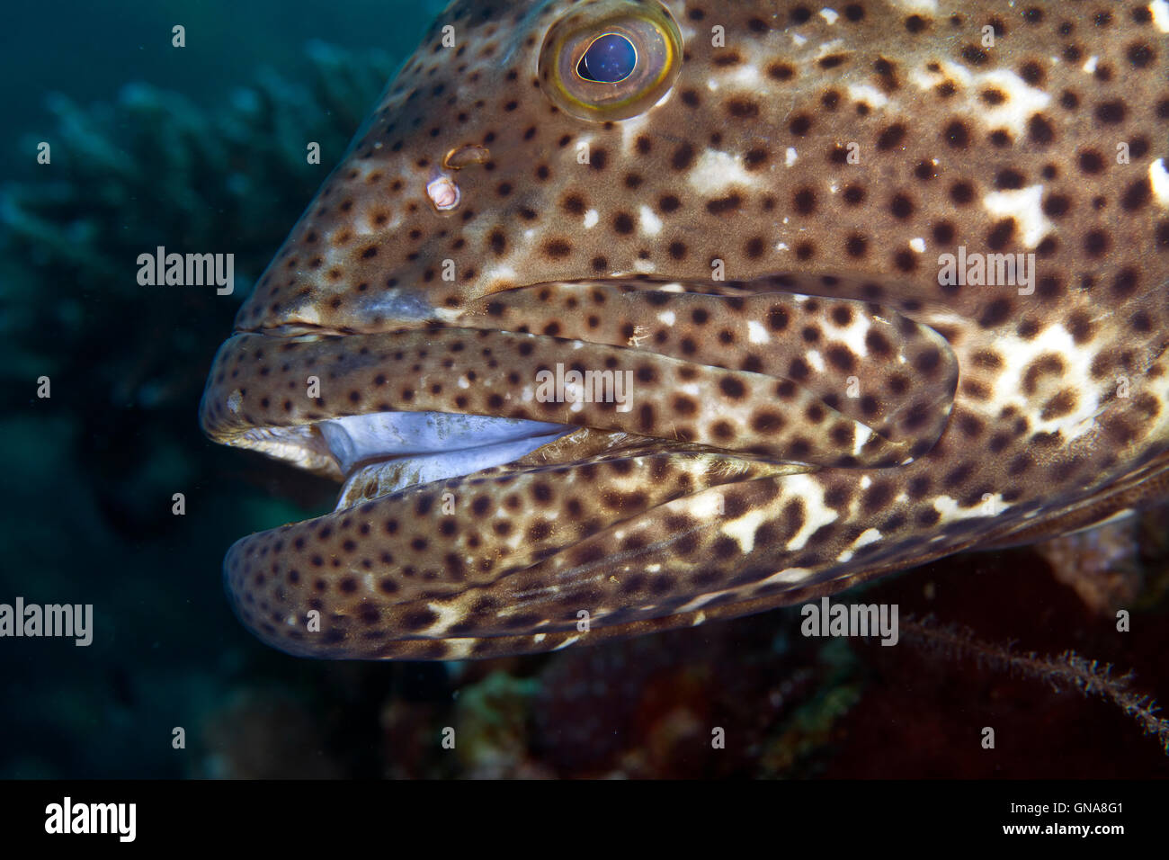 Brownspotted grouper hi-res stock photography and images - Alamy
