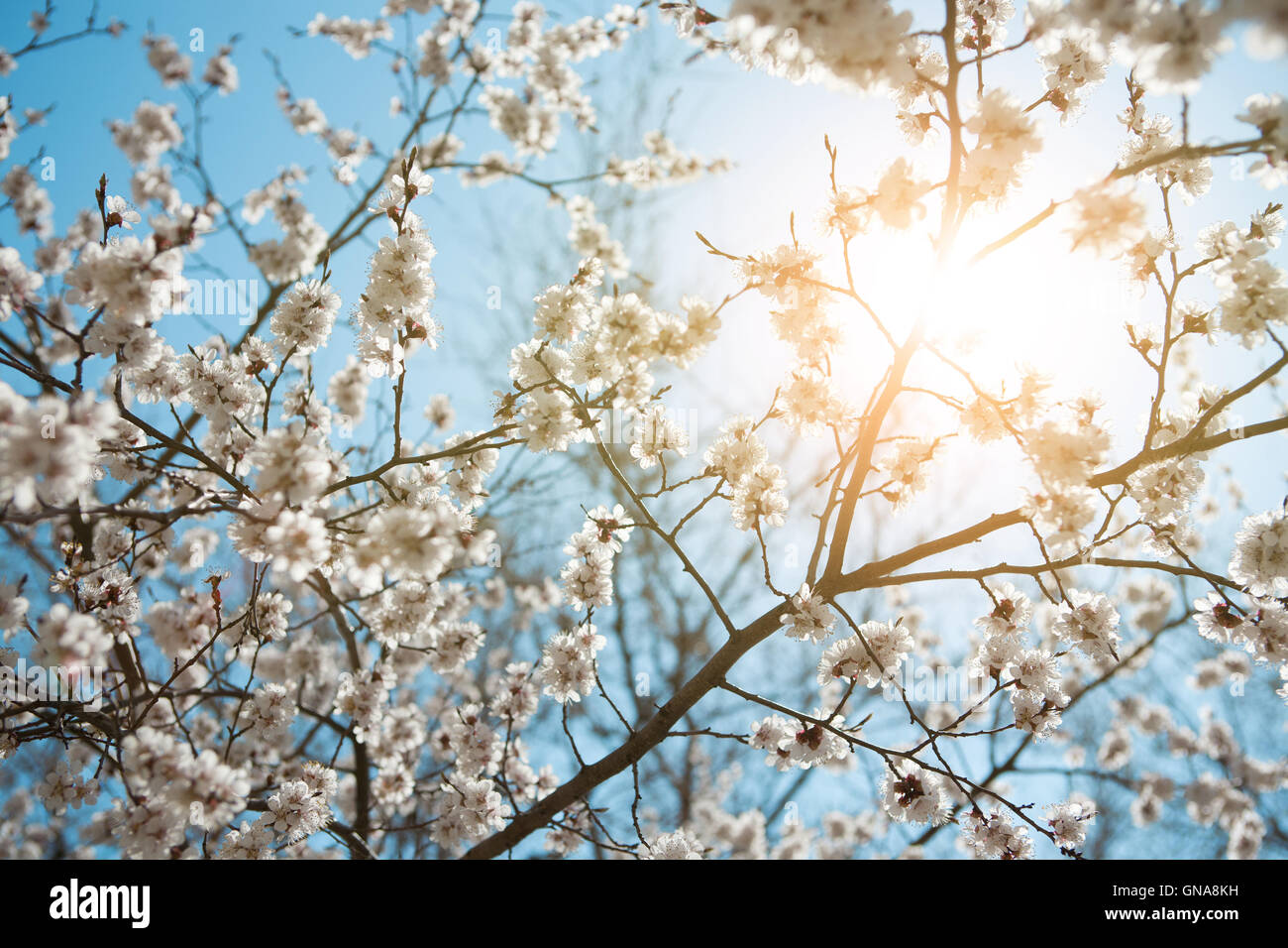 background of spring sky Stock Photo - Alamy