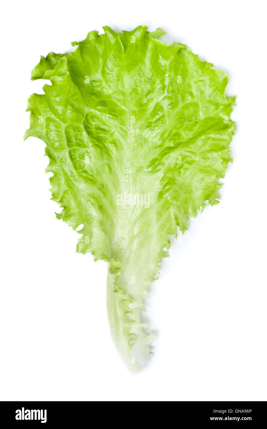 Kitchen lettuce Cut Out Stock Images & Pictures - Alamy