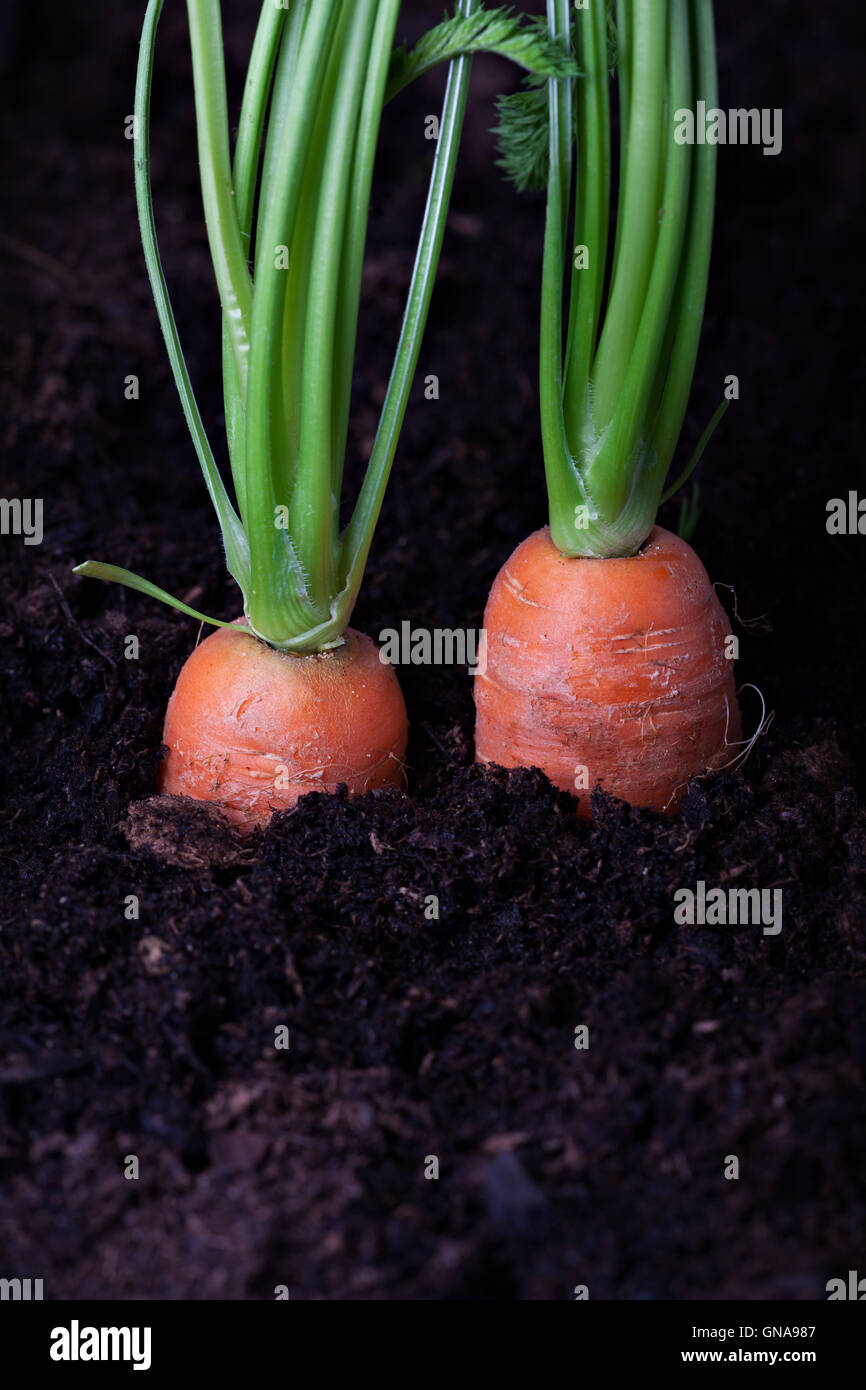two carrots in a bed Stock Photo - Alamy