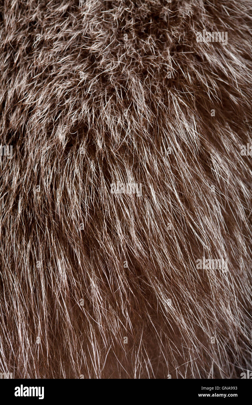Abstract fur background hi-res stock photography and images - Alamy