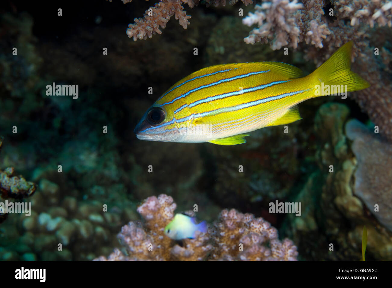 Blue-striped snapper (lutjanus kasmira Stock Photo - Alamy