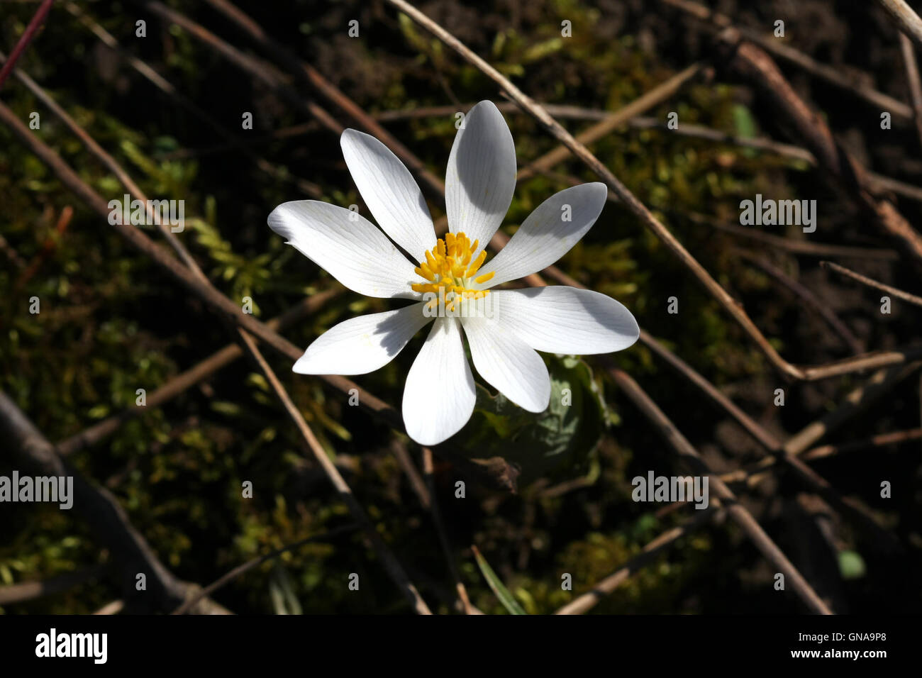 Plant bloodroot hi-res stock photography and images - Alamy