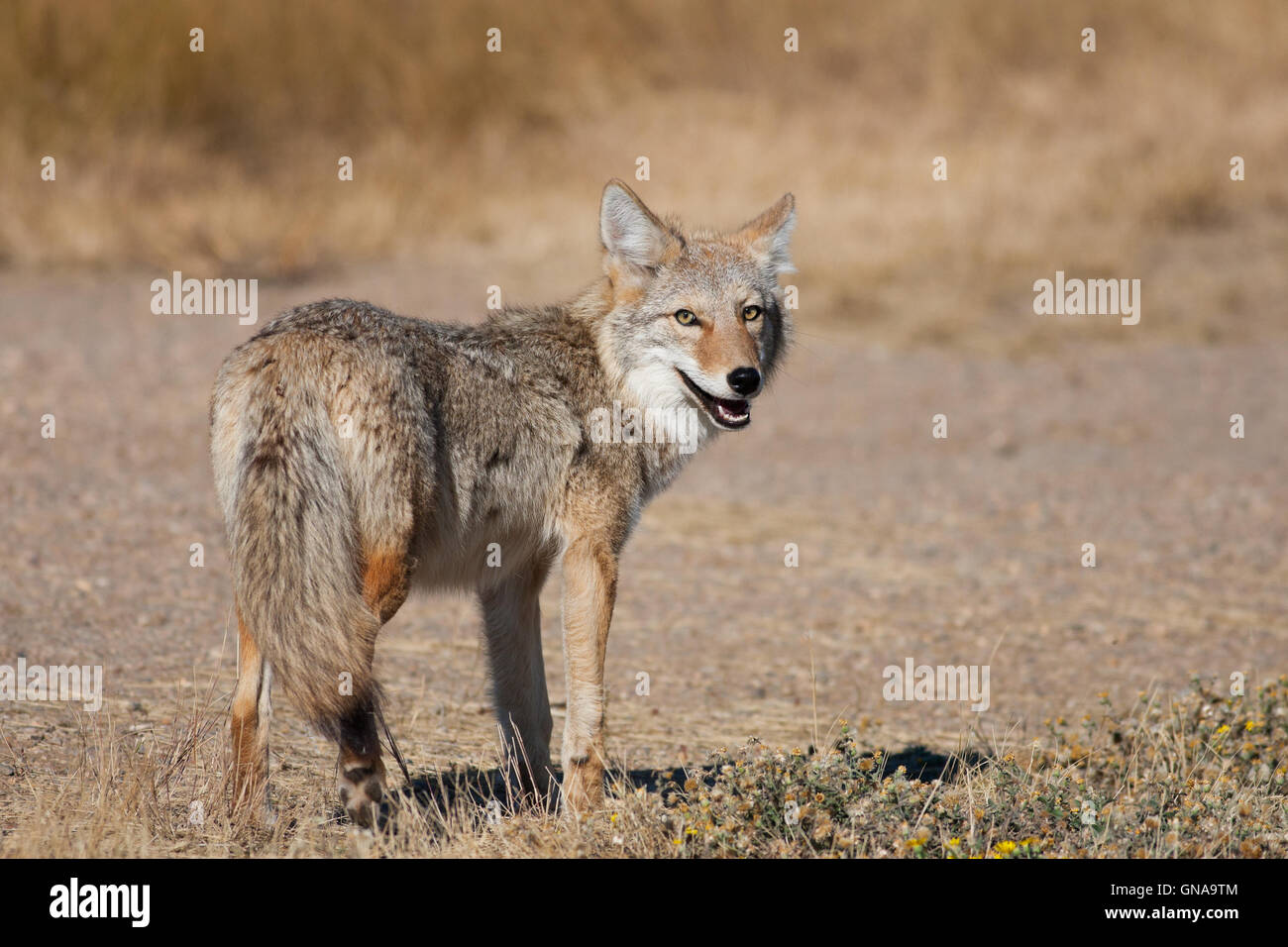 Coyote looking back hi-res stock photography and images - Alamy