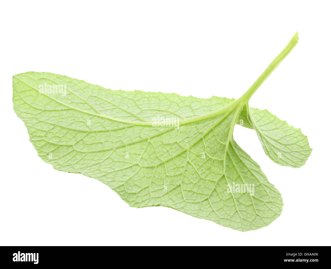 One green leaf Stock Photo - Alamy