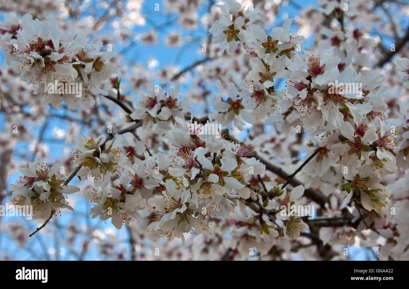flowering almond tree Stock Photo - Alamy