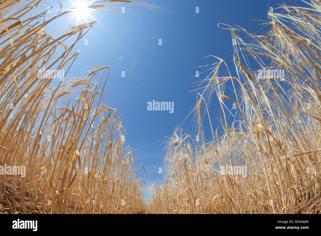 wheat and sun Stock Photo - Alamy