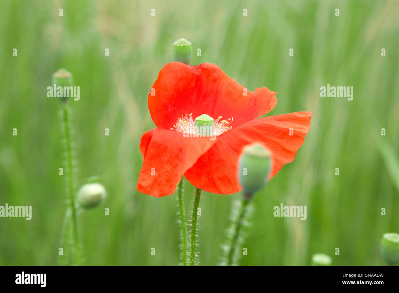 Poppy bud blossom in field hi-res stock photography and images - Alamy