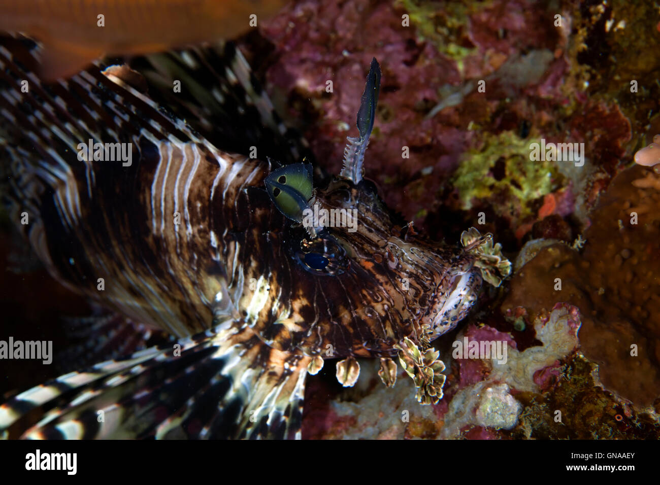 Lionfish in the Red Sea Stock Photo - Alamy