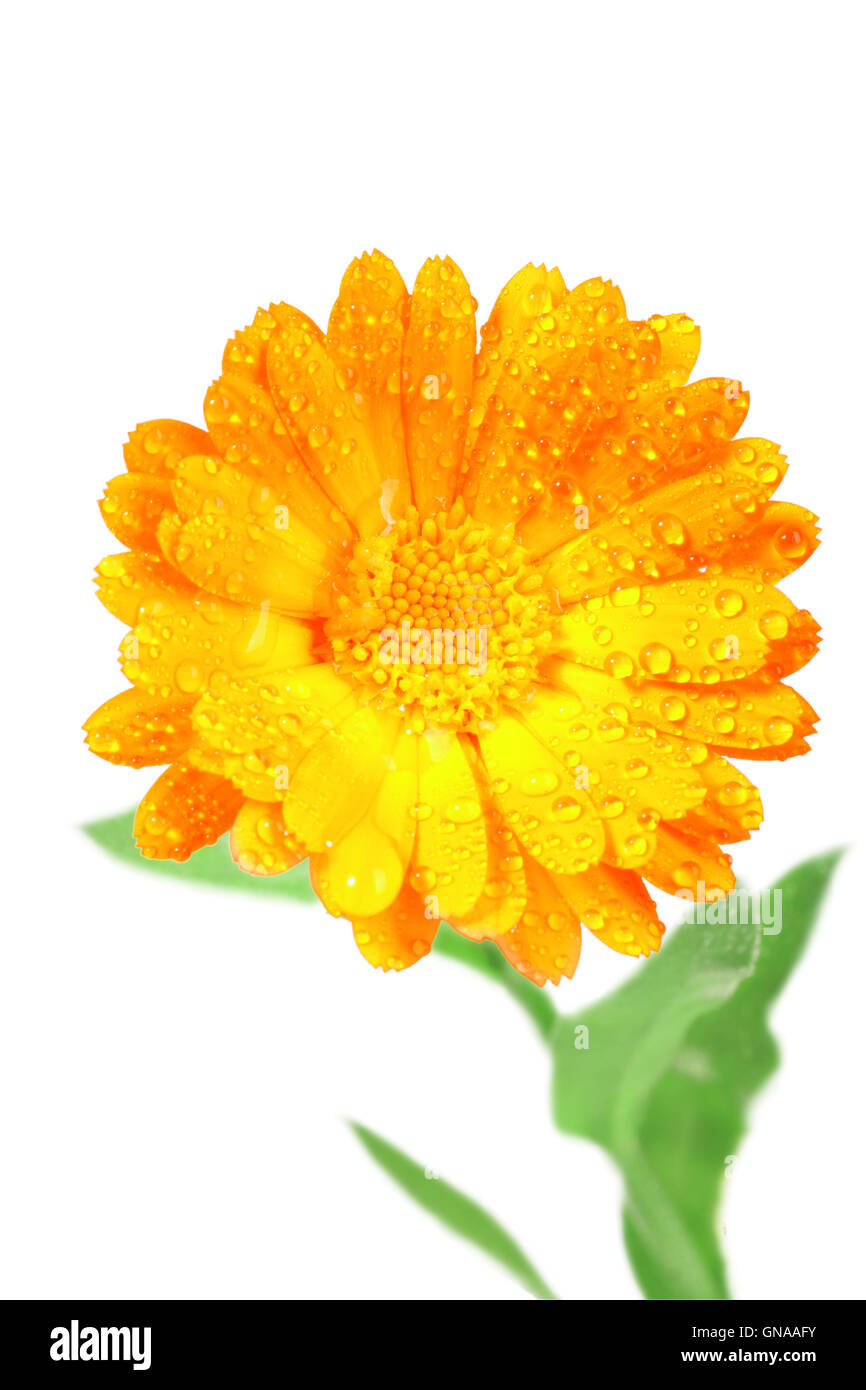 One orange flower of calendula Stock Photo - Alamy