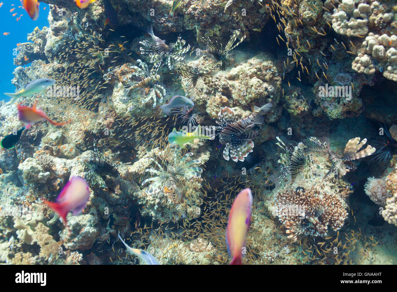 Lion fish and another fishes in the sea Stock Photo - Alamy