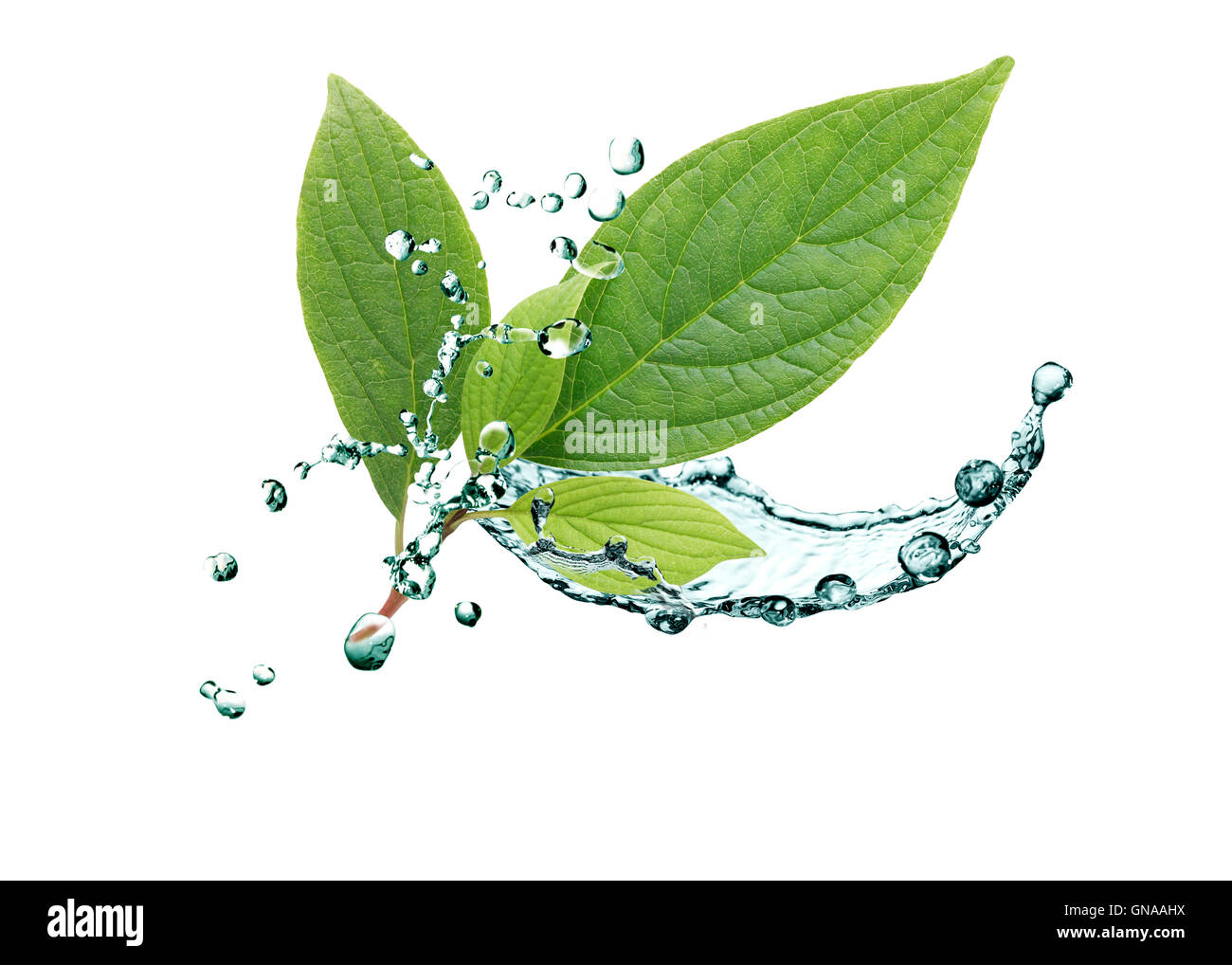 Leaves In Water Stock Photo - Alamy