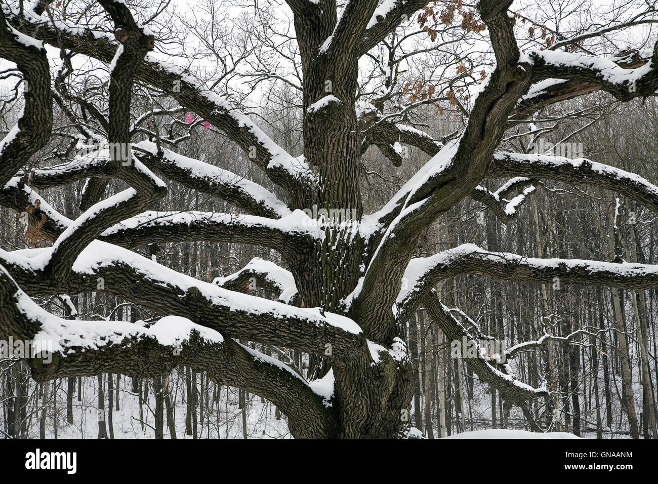 Old snow covered oak against trees Stock Photo - Alamy