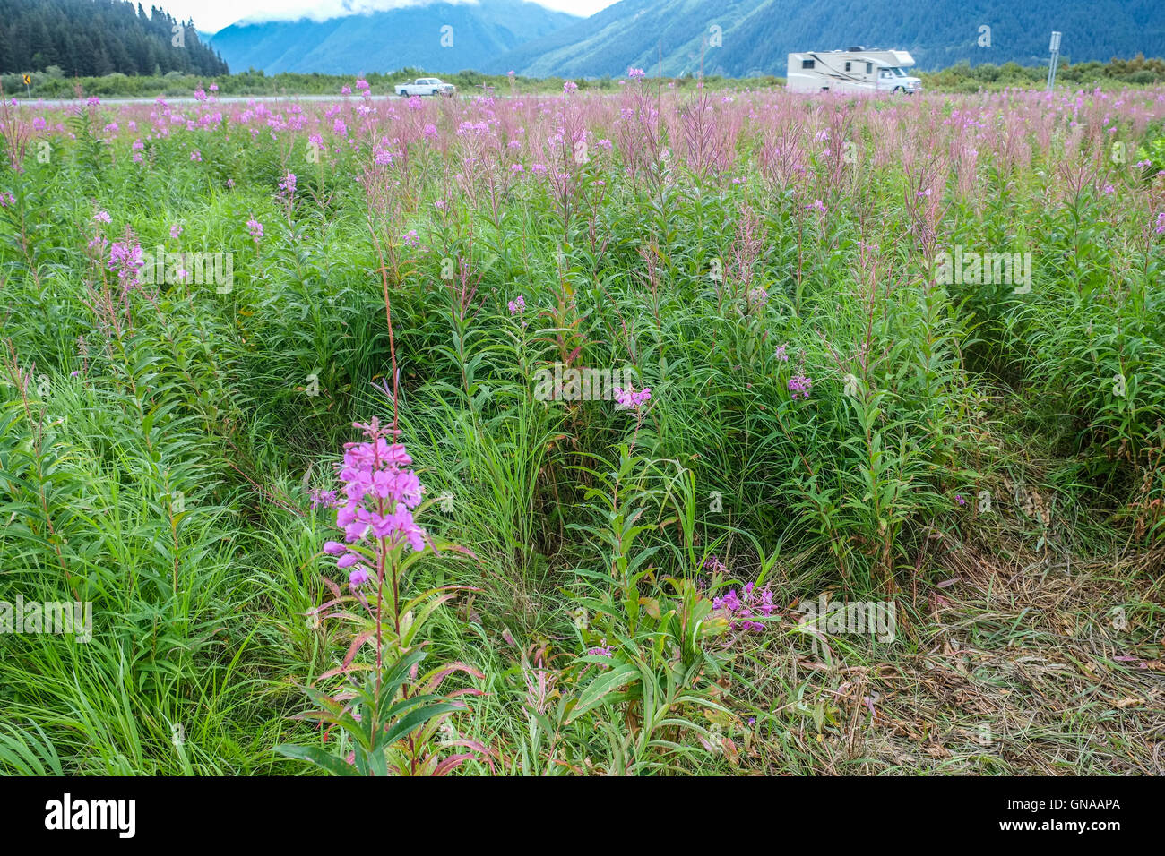 Pink wild flowers alaska hi-res stock photography and images - Alamy