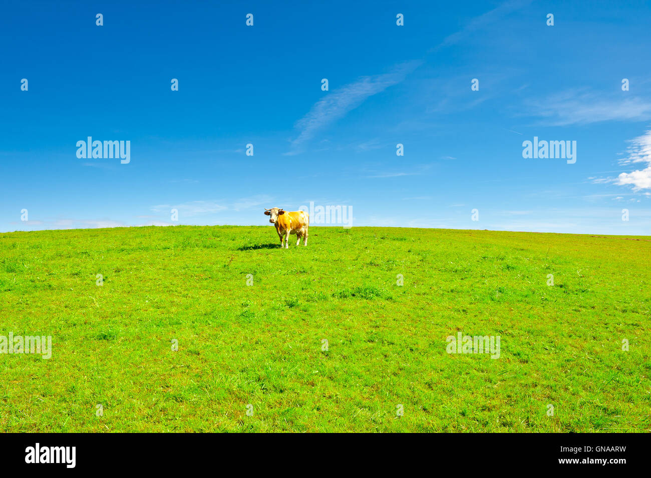 Bull lonely hi-res stock photography and images - Alamy