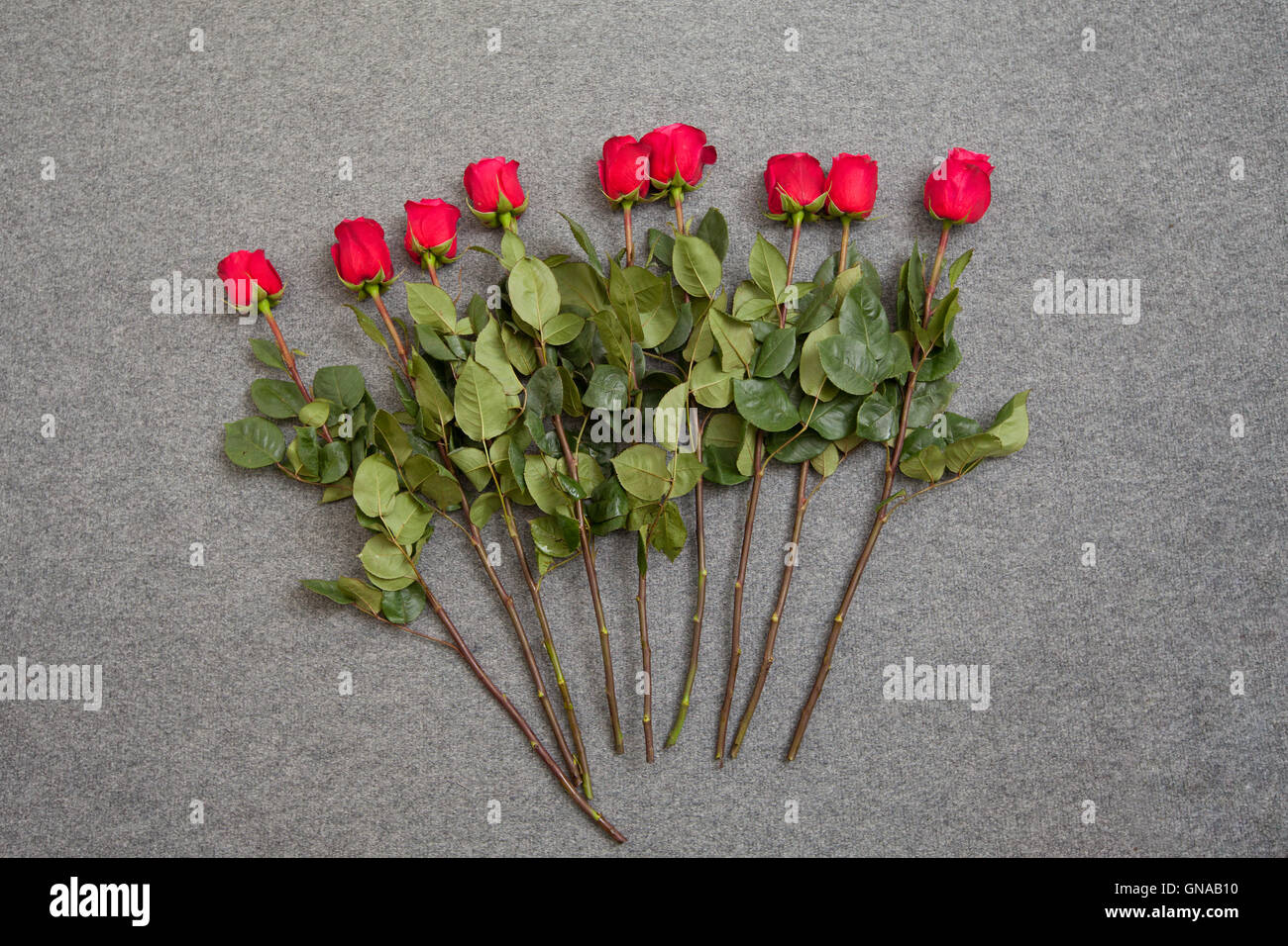 nine red roses Stock Photo - Alamy