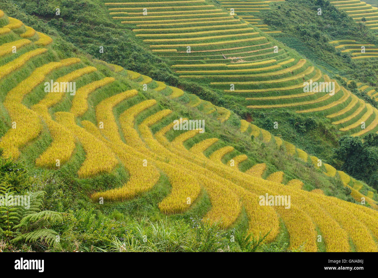 Rice terraces in the mountains Stock Photo - Alamy