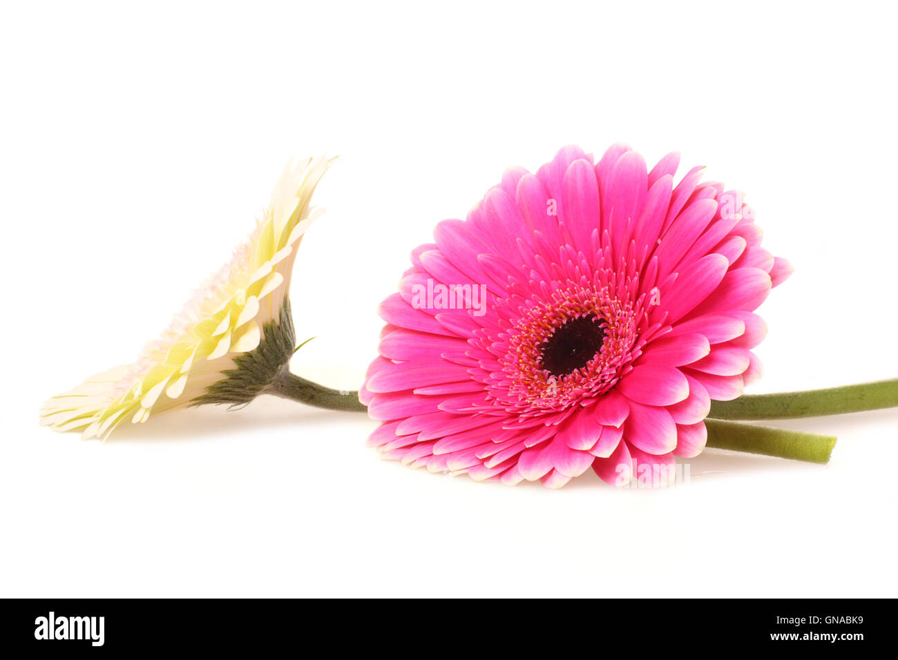 Cream color gerbera flower hi-res stock photography and images - Alamy