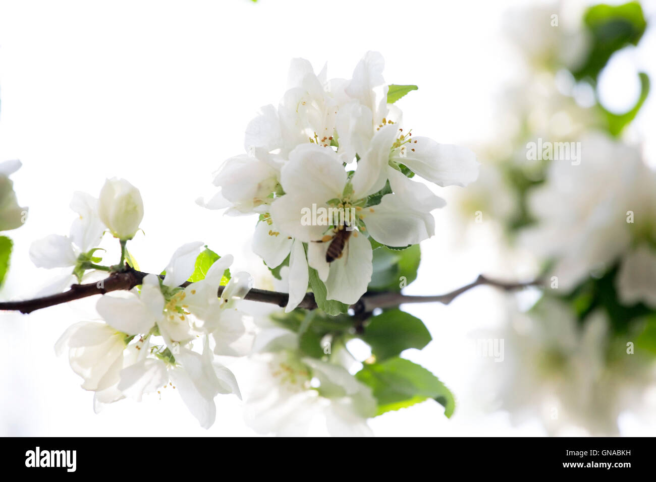 flowering branch of tree Stock Photo - Alamy