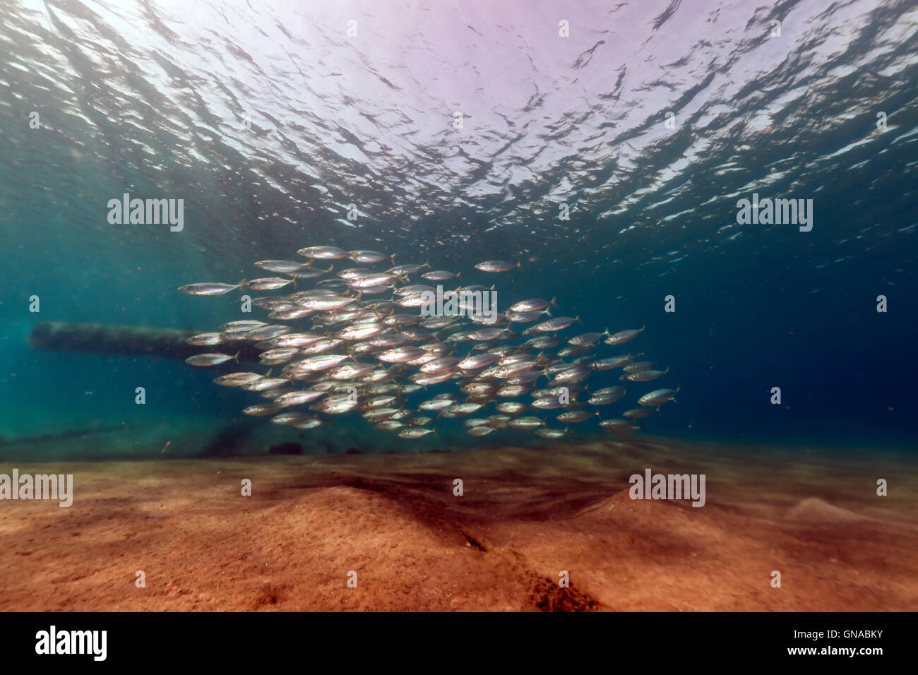 Striped mackerel (rastrelliger kanagurta) in the Red Sea Stock Photo ...