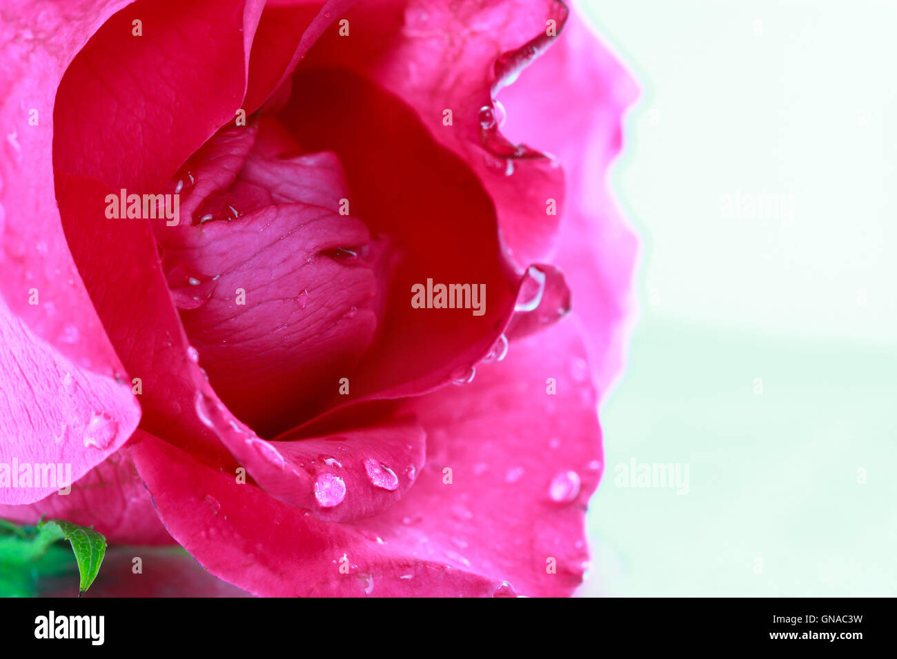 pink fresh rose isolated on a white background Stock Photo - Alamy