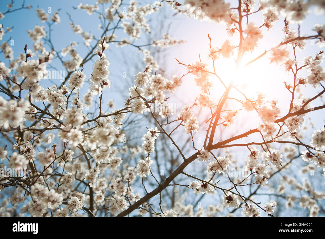 background of spring sky Stock Photo - Alamy