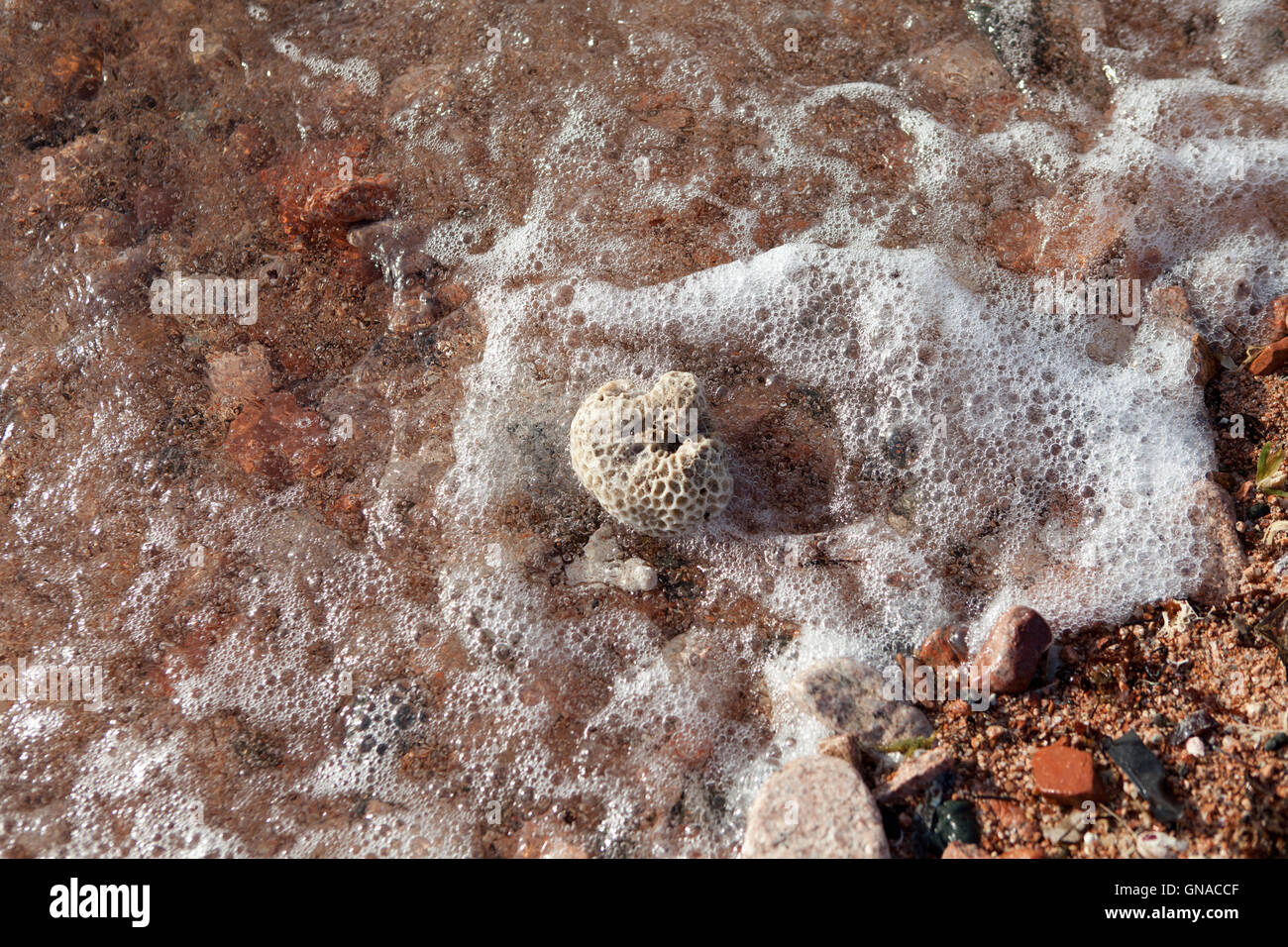 coral on the baech Stock Photo - Alamy