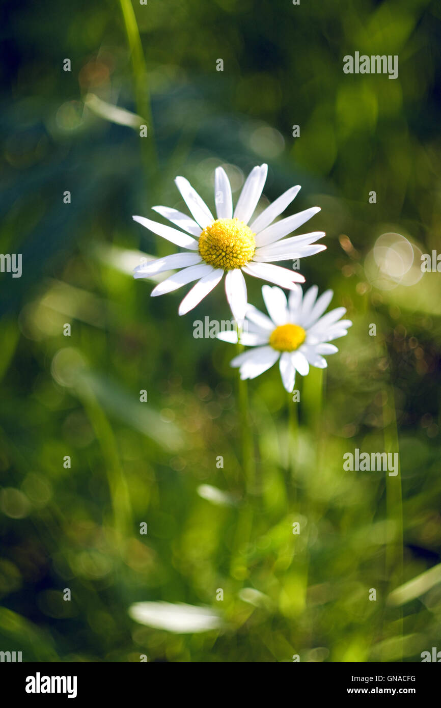 Beautiful daisy on the grass background Stock Photo - Alamy