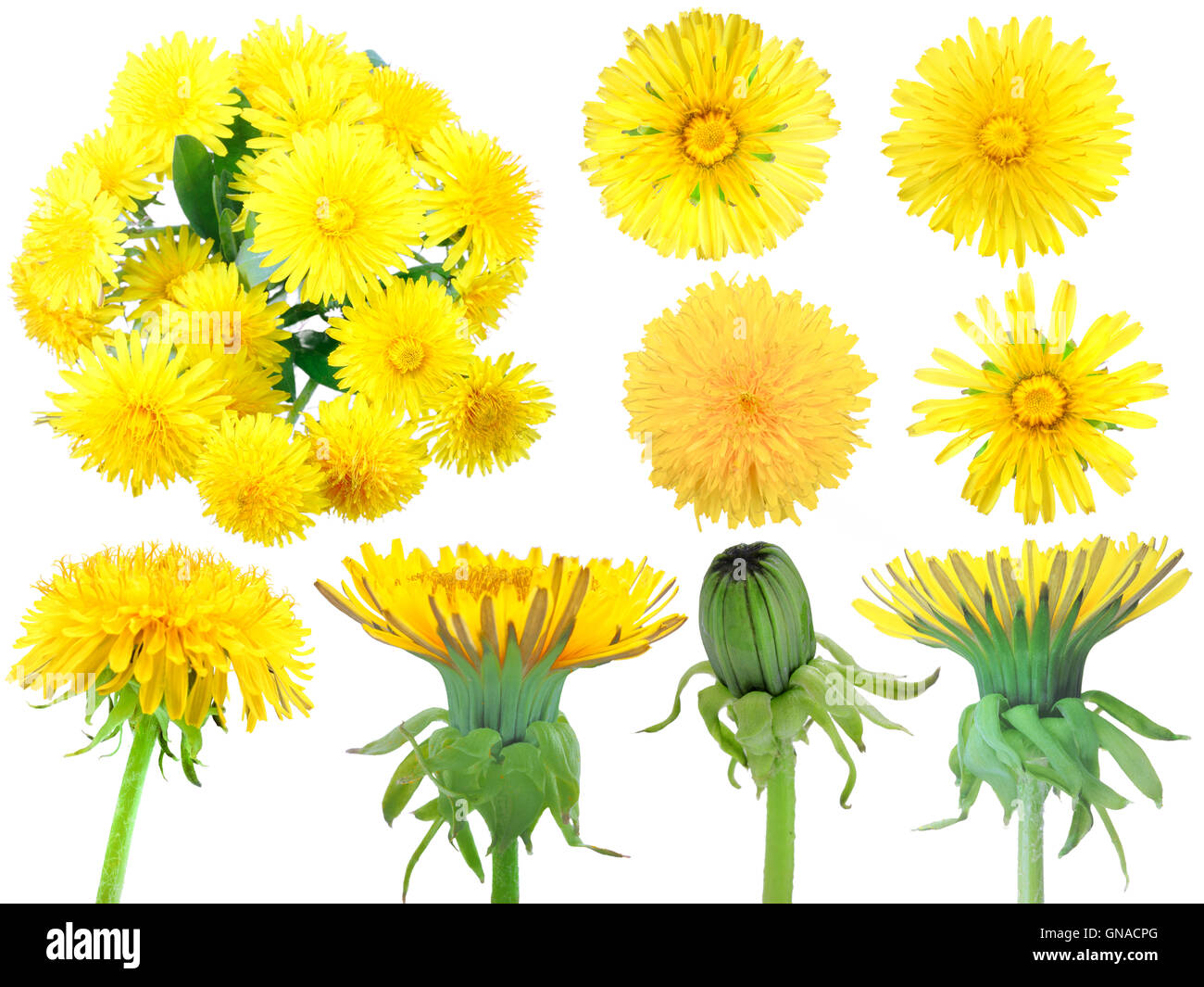 Dandelion isolated green background hi-res stock photography and images ...