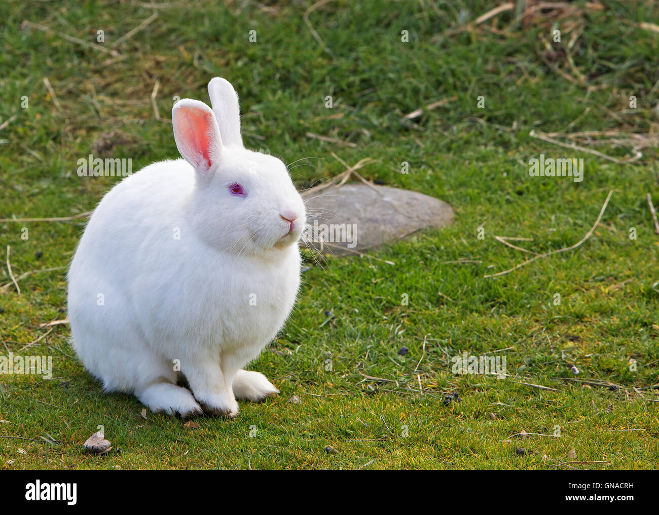 Friendly bunny hi-res stock photography and images - Alamy