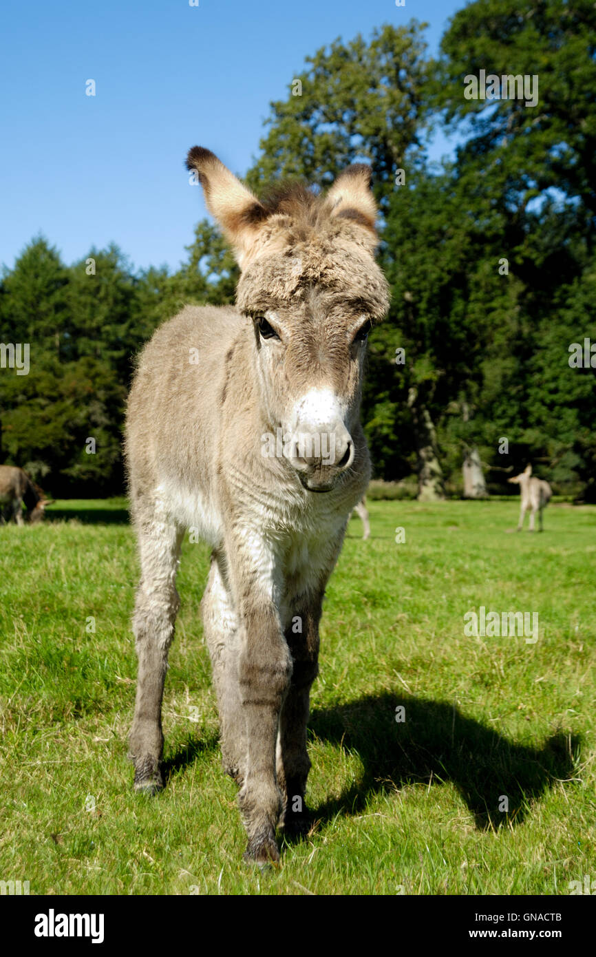 Donkey profile hi-res stock photography and images - Alamy