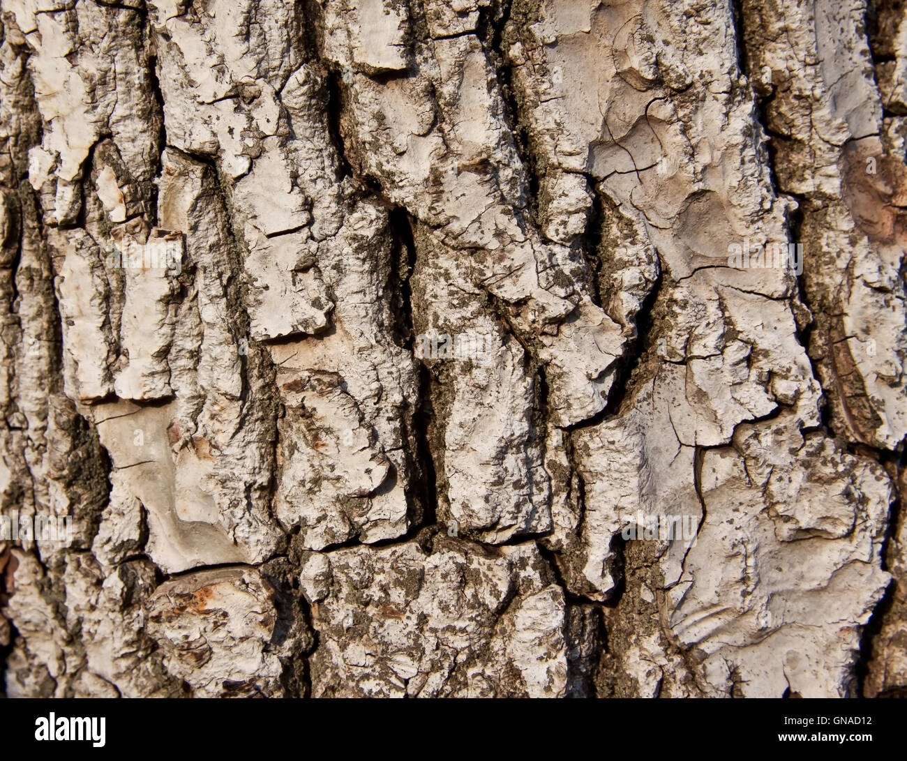Walnut tree bark pattern hi-res stock photography and images - Alamy