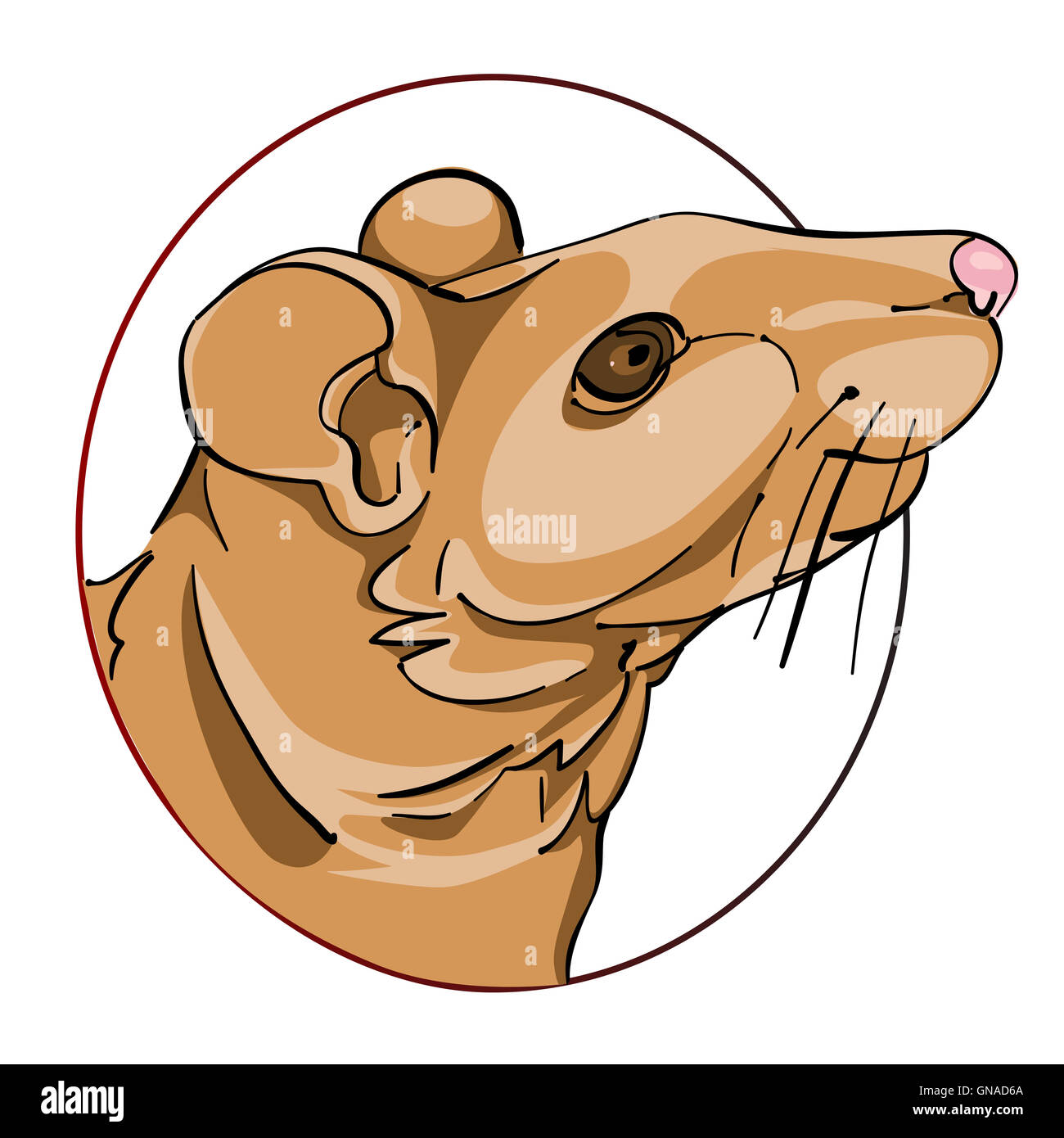 Fire rat hi-res stock photography and images - Alamy