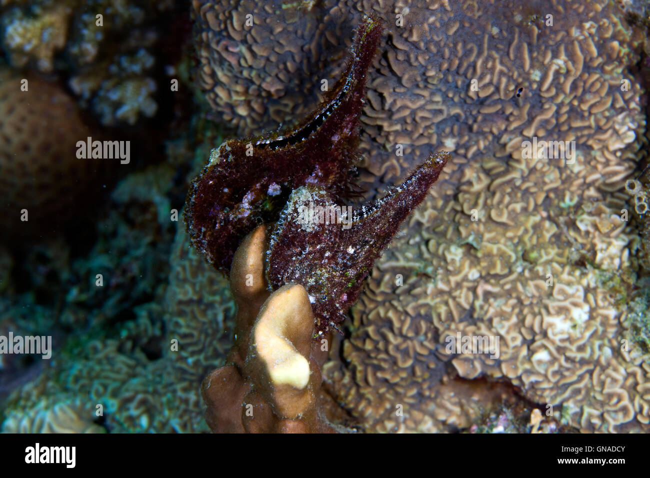 Pteria hi-res stock photography and images - Alamy