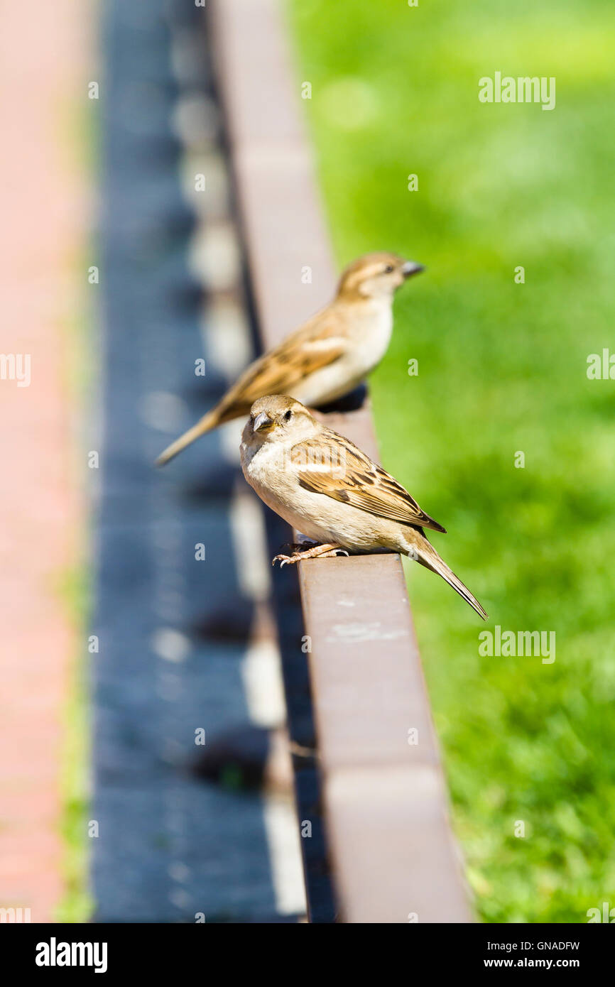 Two cute little sparrows hi-res stock photography and images - Alamy