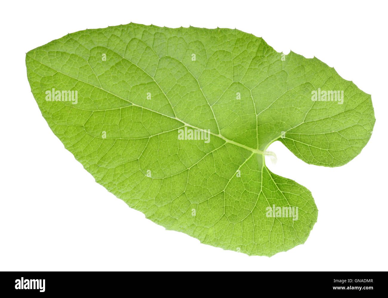One green leaf Stock Photo - Alamy