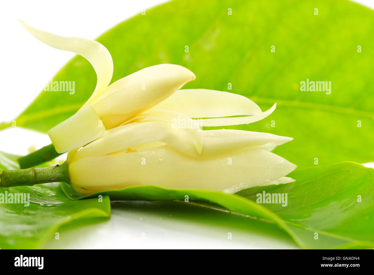 Champaka flower hi-res stock photography and images - Alamy