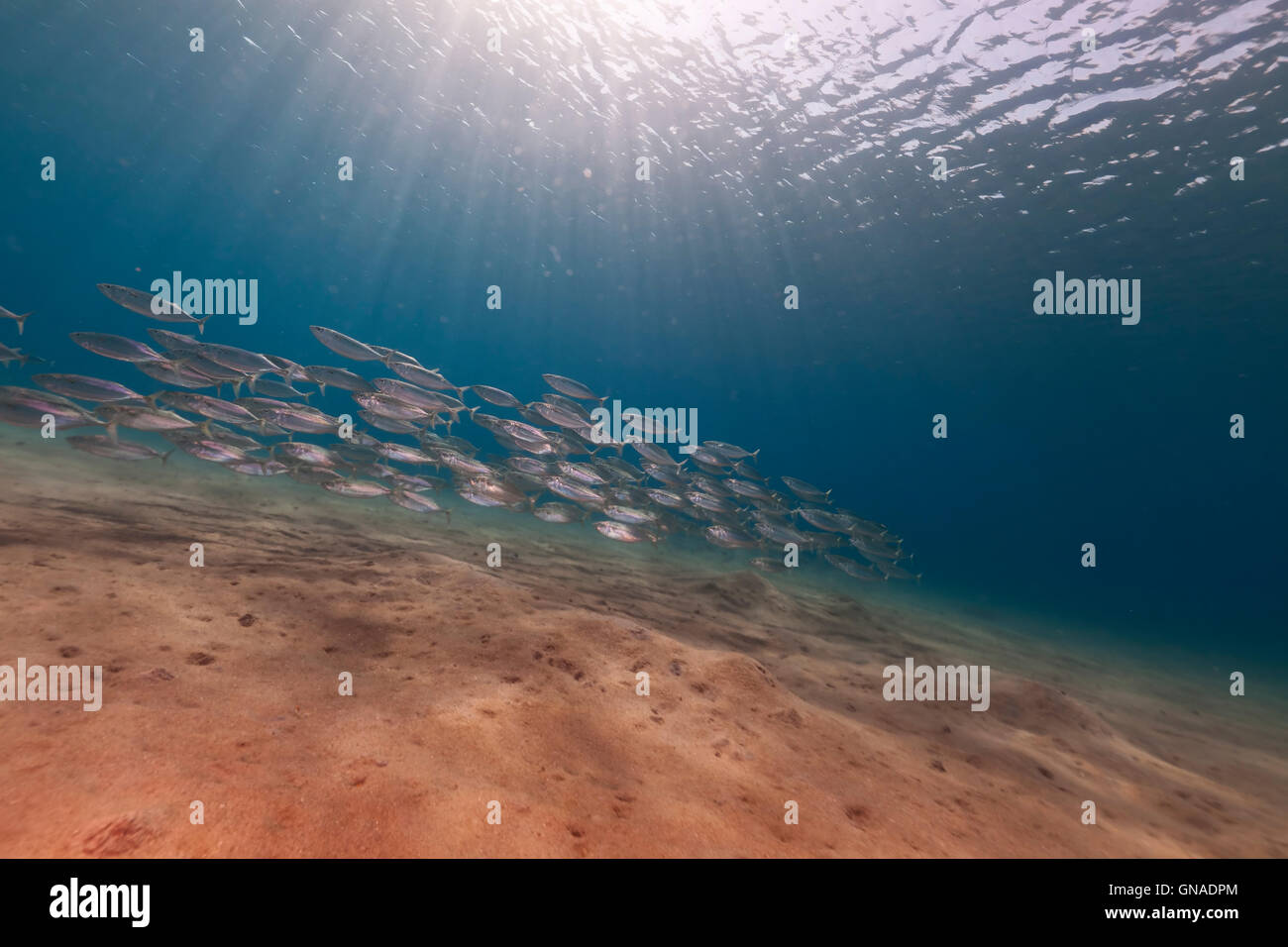 Striped mackerel (rastrelliger kanagurta) in the Red Sea Stock Photo ...