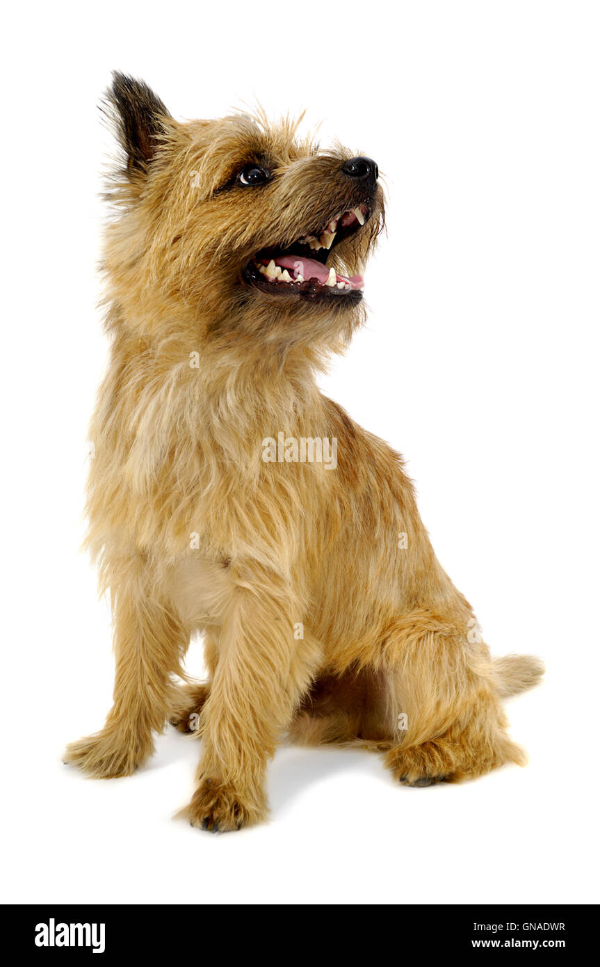 Happy looking dog Cut Out Stock Images & Pictures - Alamy