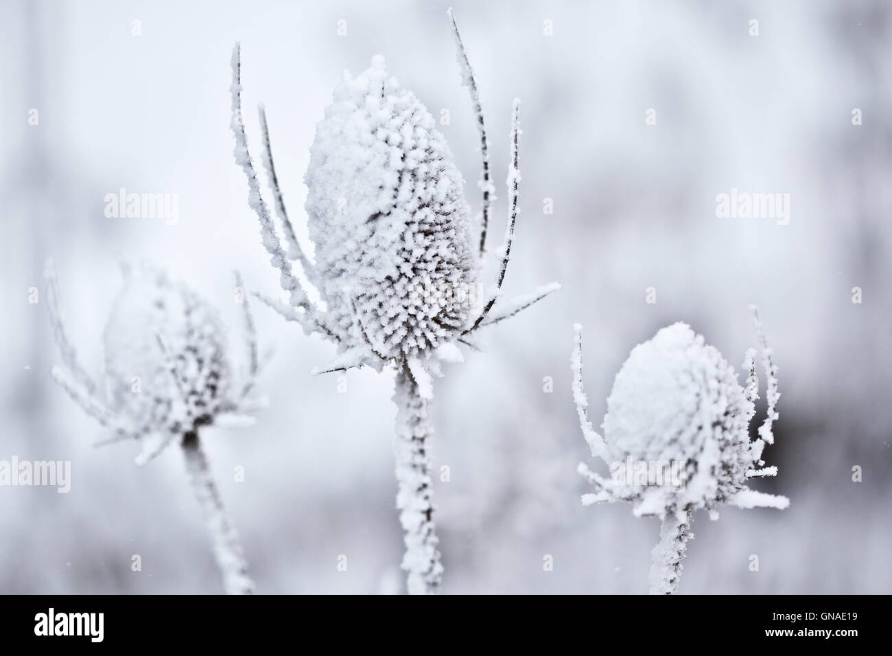 Teasel Comb Stock Photos & Teasel Comb Stock Images - Alamy