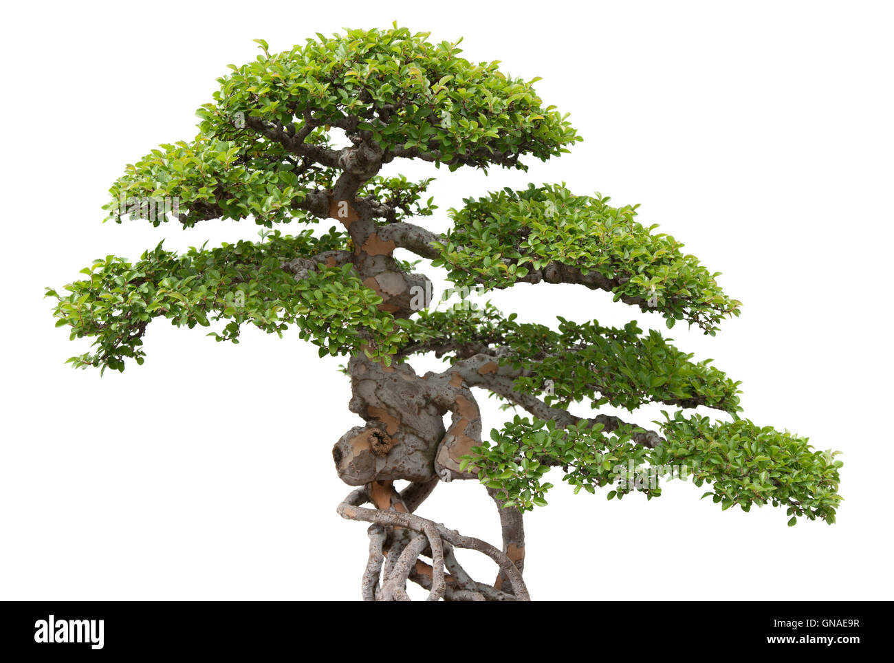 Bonsai, green elm tree on white background Stock Photo - Alamy
