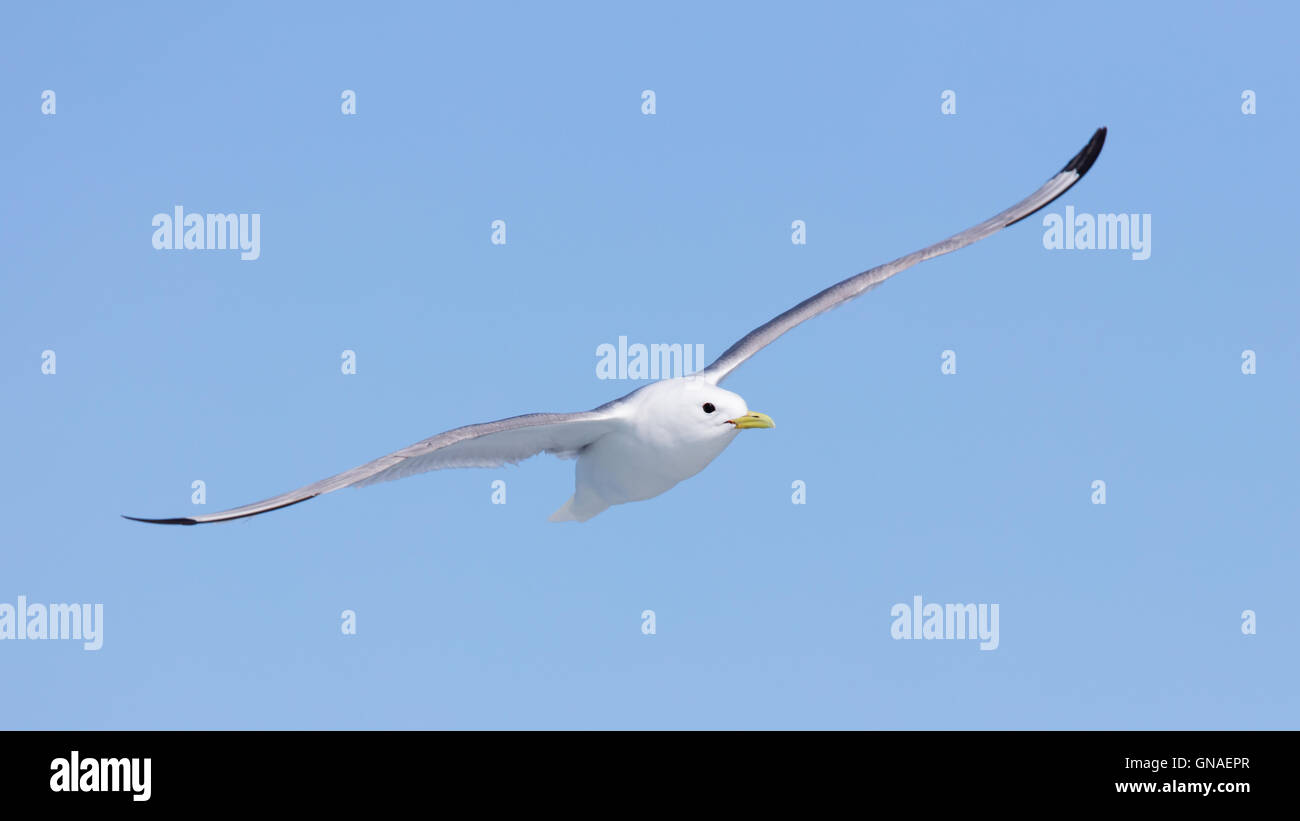 Black-legged kittiwake flying on Iceland - Natural habitat Stock Photo ...
