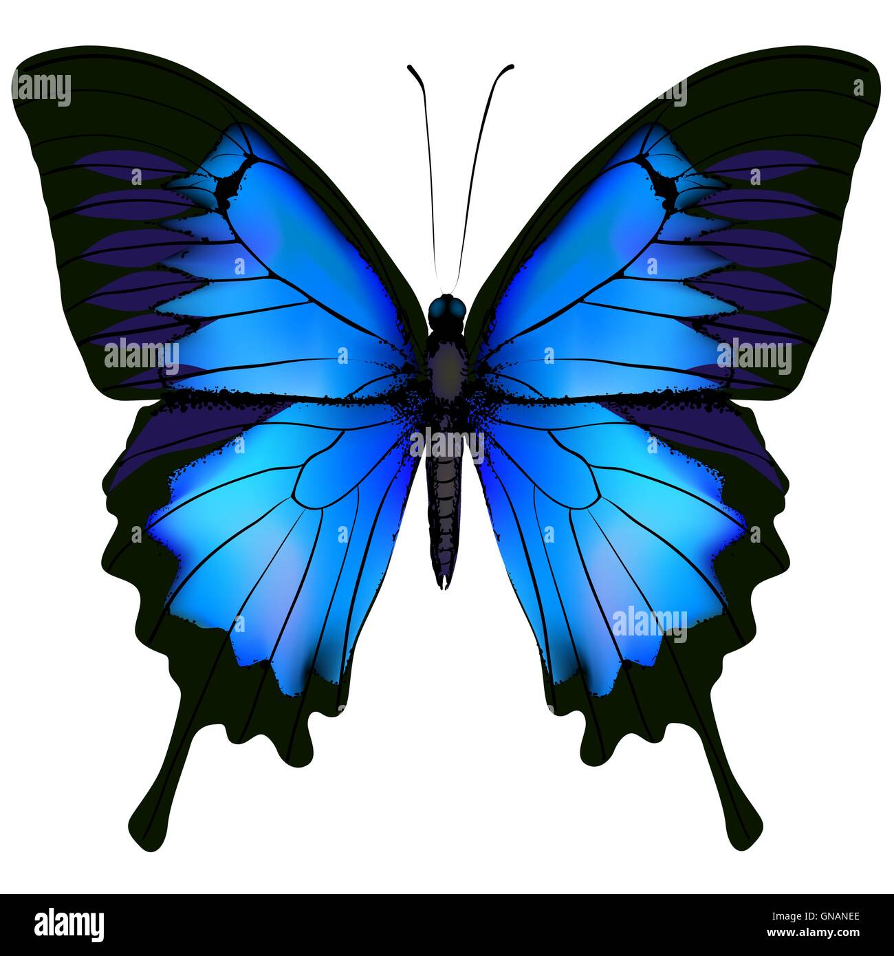 Blue Mountain Swallowtail Butterfly