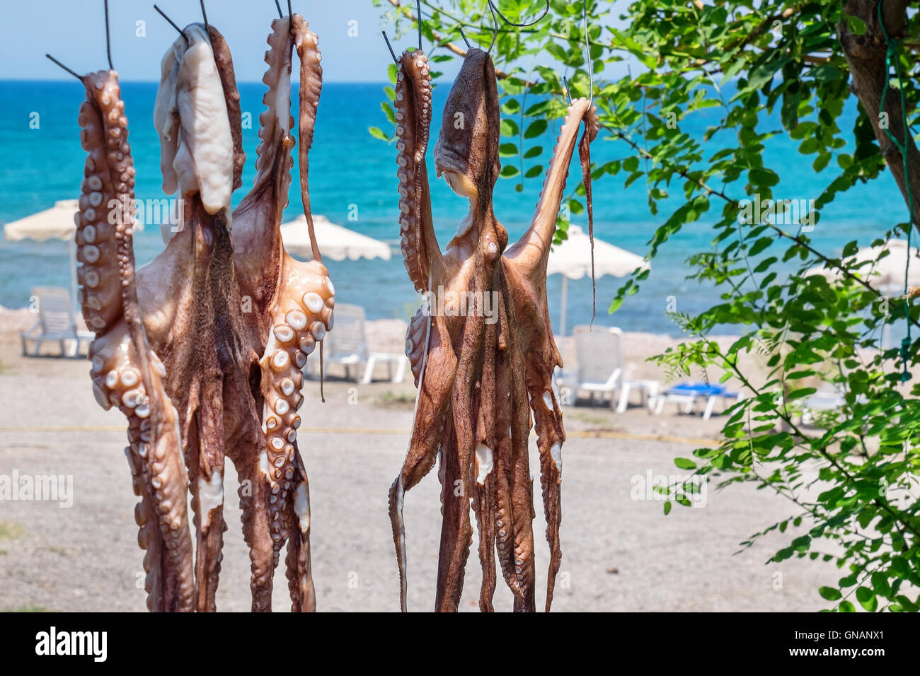 Drying Octopus. Rhodes, Greece Stock Photo - Alamy